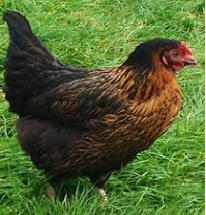 Home | Suffolk and Norfolk Chickens